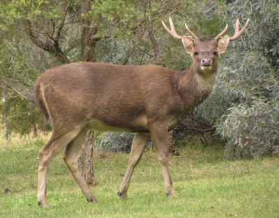 Rusa Deer - The Australian Museum