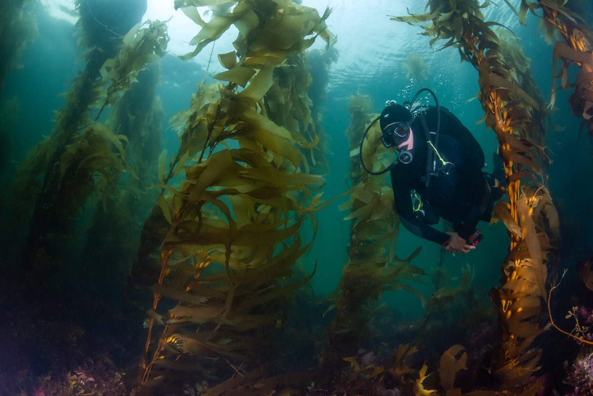 Seaweed farms - The Australian Museum