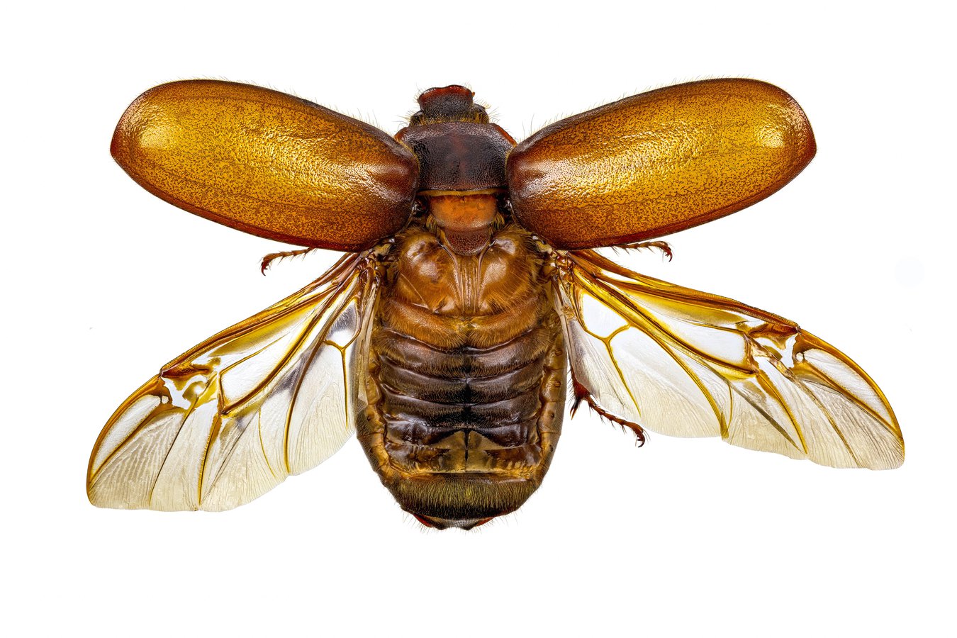 Ron Lovatt - DigiVol extraordinaire - The Australian Museum