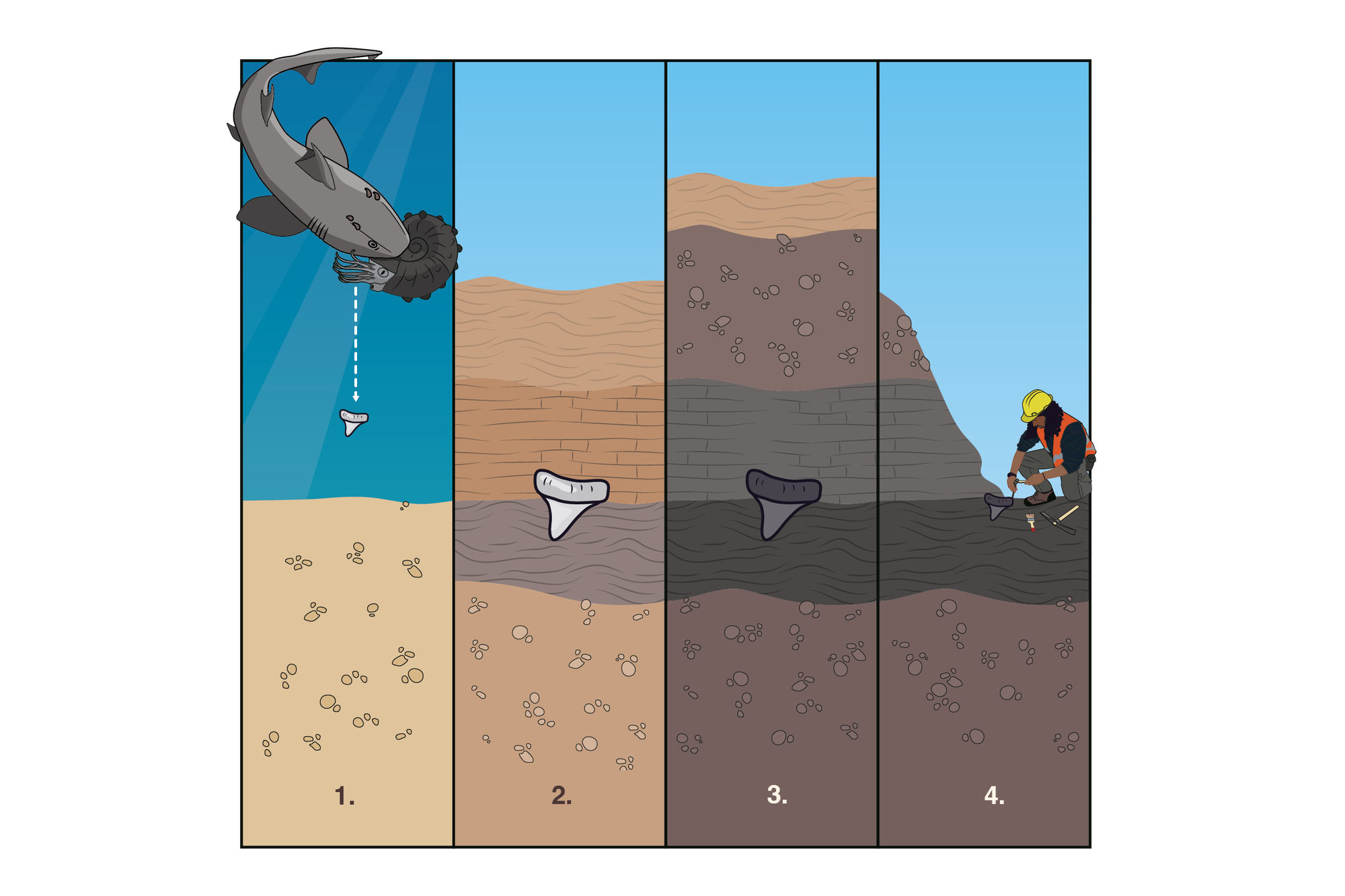 The ancient ones - The Australian Museum