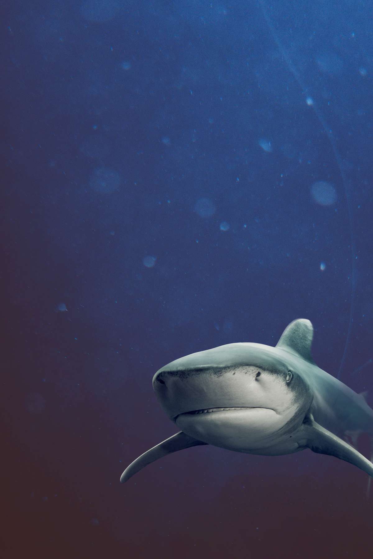 Sharks - The Australian Museum