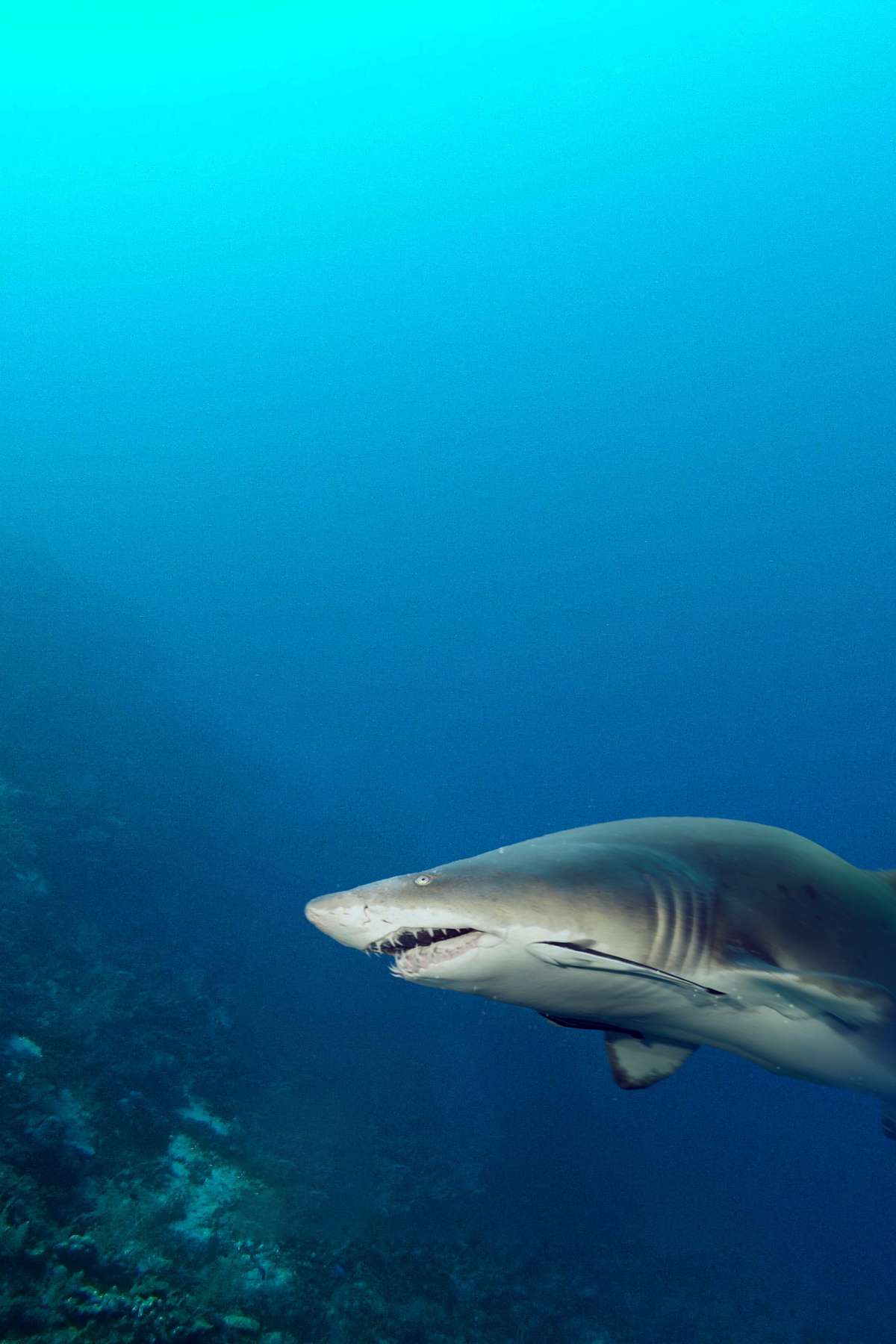 Sharks - The Australian Museum
