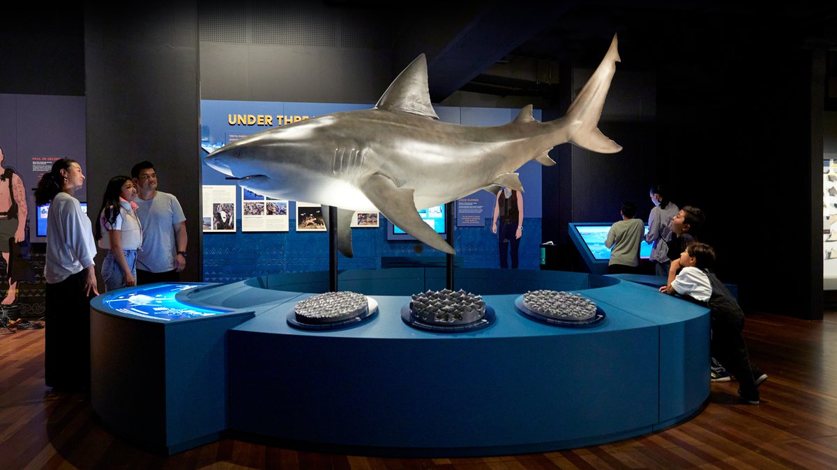 Touring exhibition: Sharks - The Australian Museum
