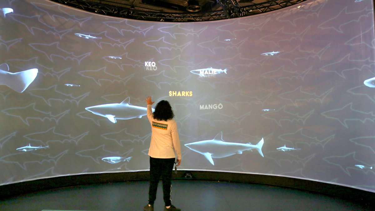 Touring exhibition: Sharks - The Australian Museum