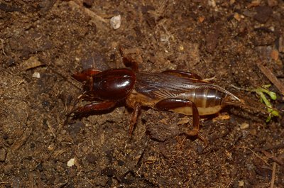 Mole Cricket - The Australian Museum