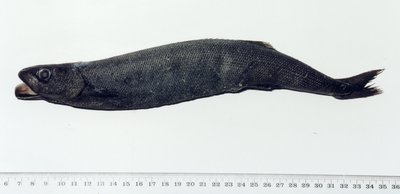 Smalleye Squaretail, Tetragonurus cuvieri Risso, 1810 - The Australian ...