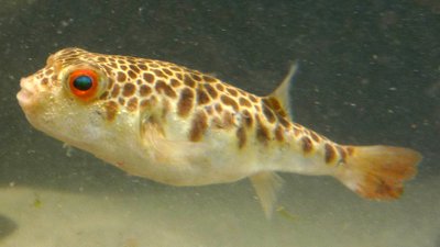 Smooth Toadfish, Tetractenos glaber (Fréminville, 1813) - The ...