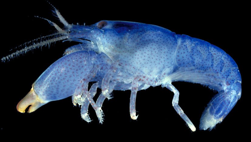 Out now! New book to identify abundant, diverse and striking decapod ...
