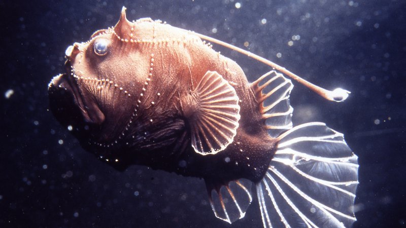 Deep sea fishes gallery - The Australian Museum