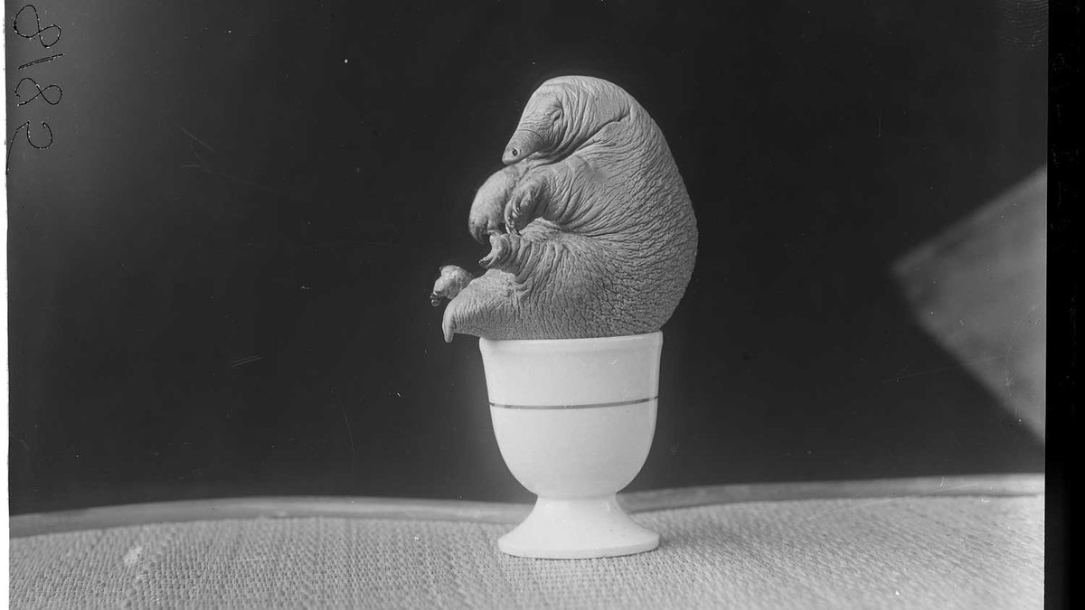 Echidna research in the Mammalogy collection - The Australian Museum