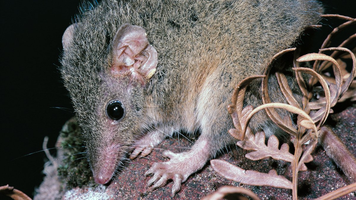 Is it a rat? - The Australian Museum