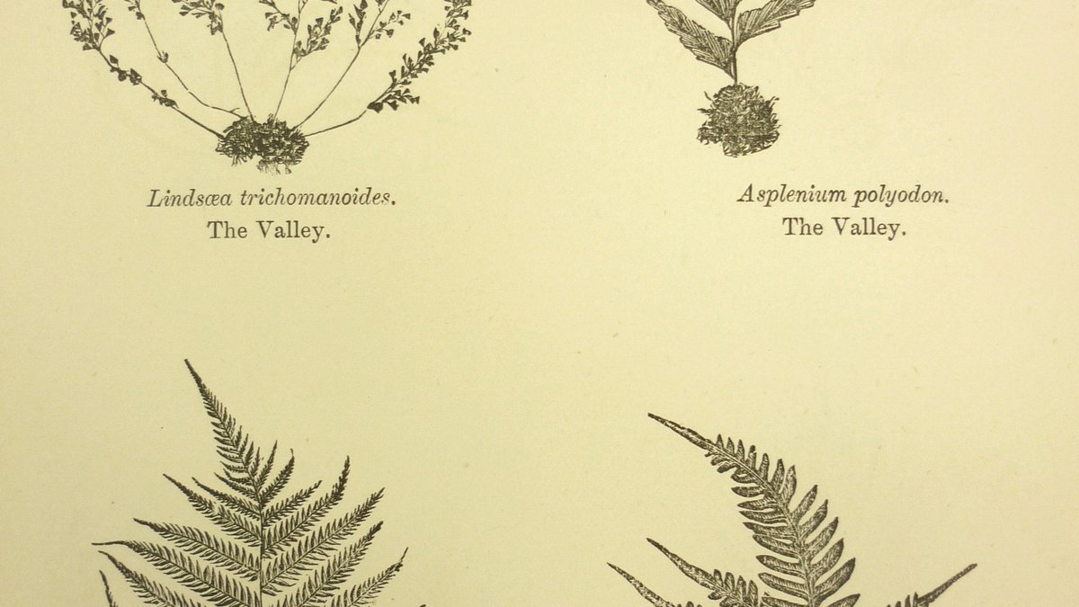 The Scott sisters collection of scientific illustrations