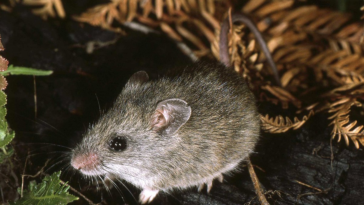 Mammalian milestone reached - The Australian Museum Blog