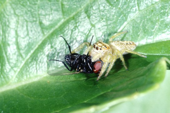 Fringed Jumping Spider - The Australian Museum