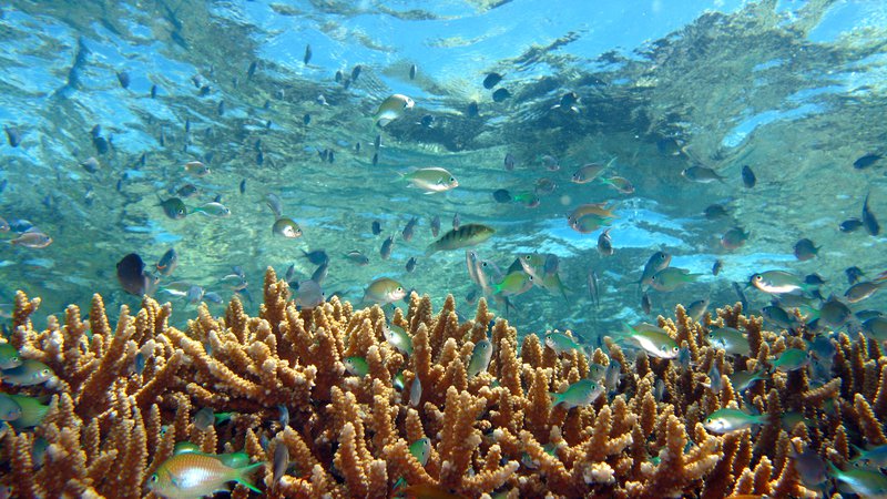 From the Director: Coral reefs in hot water - The Australian Museum Blog