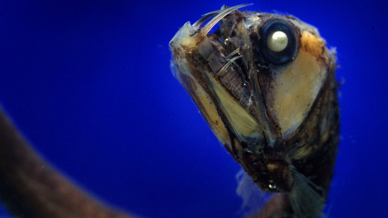 Deep sea fishes gallery - The Australian Museum