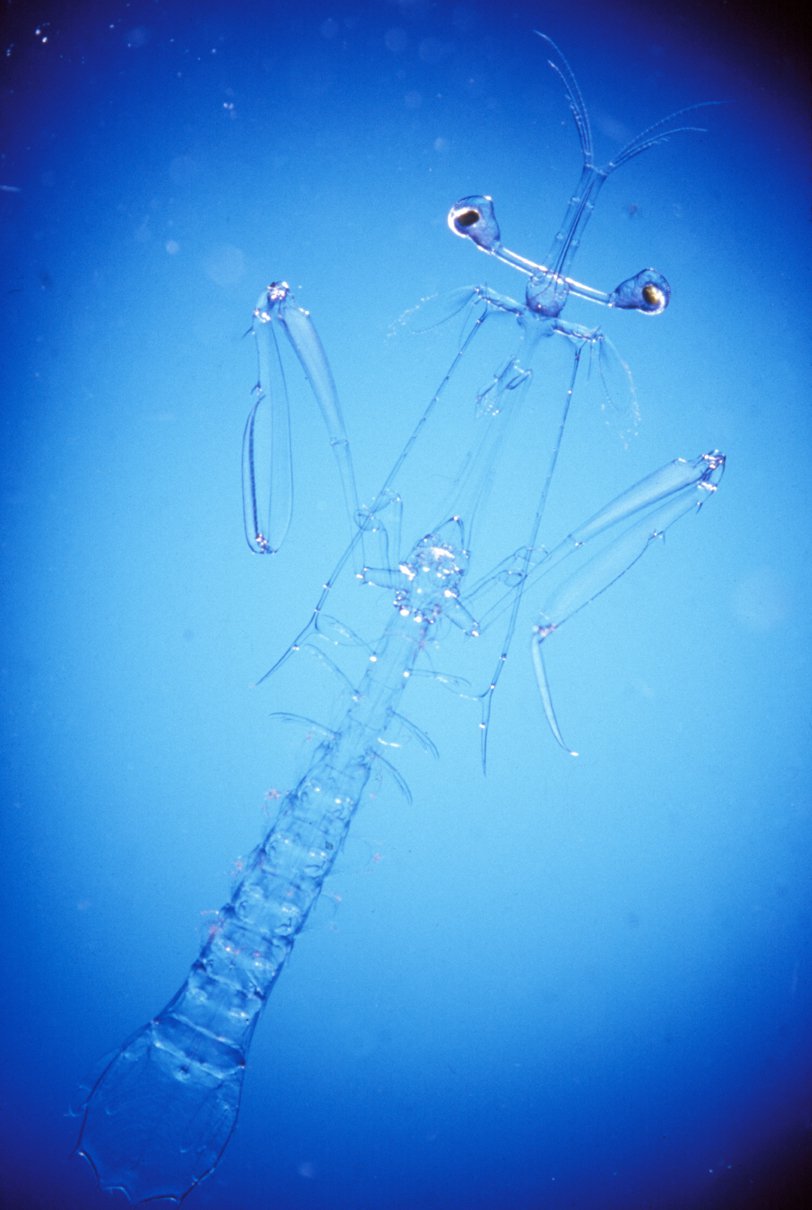 Crustacean Metamorphoses - The Australian Museum