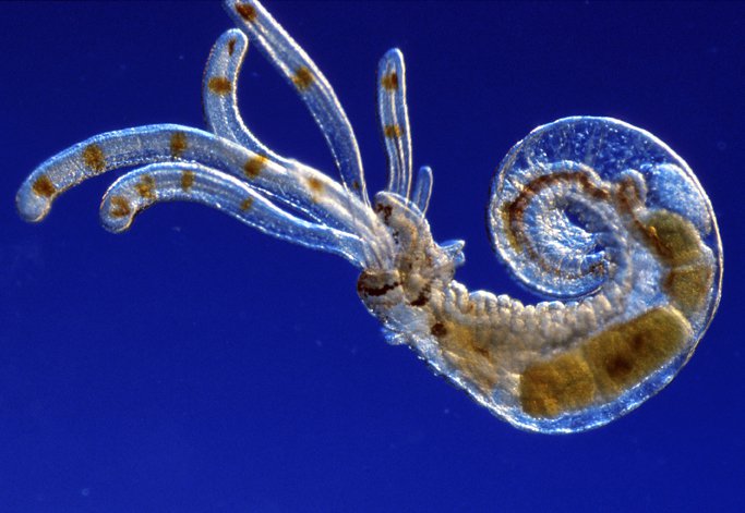 Zooplankton - The Australian Museum