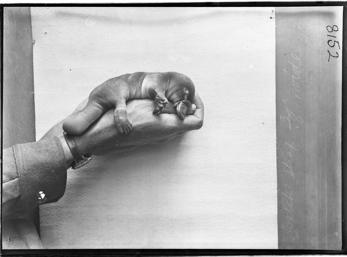 1820s: Celebrating 190 years - The Australian Museum Blog