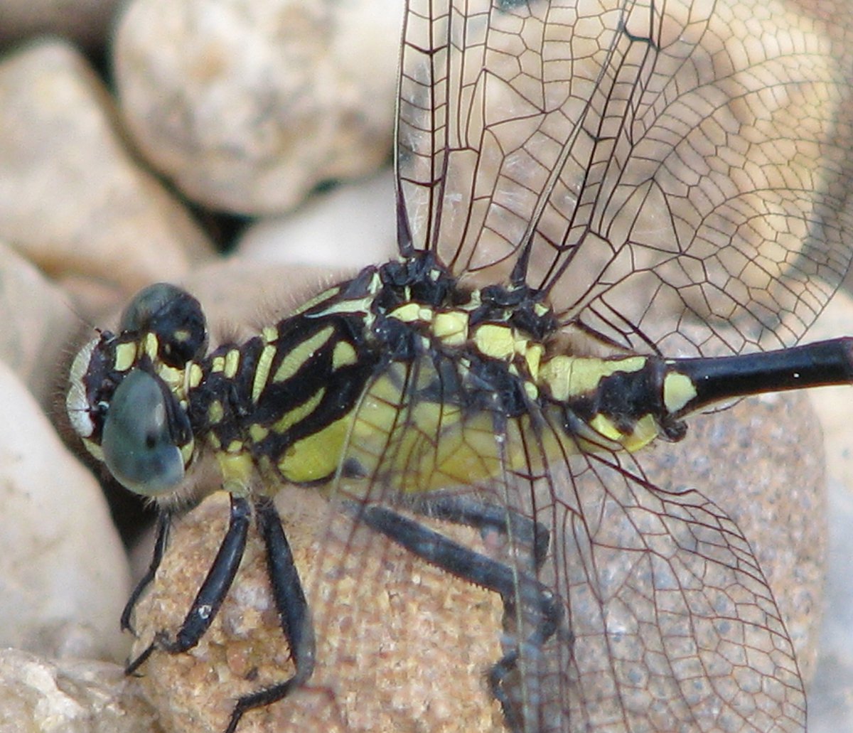 Dragonflies and damselflies