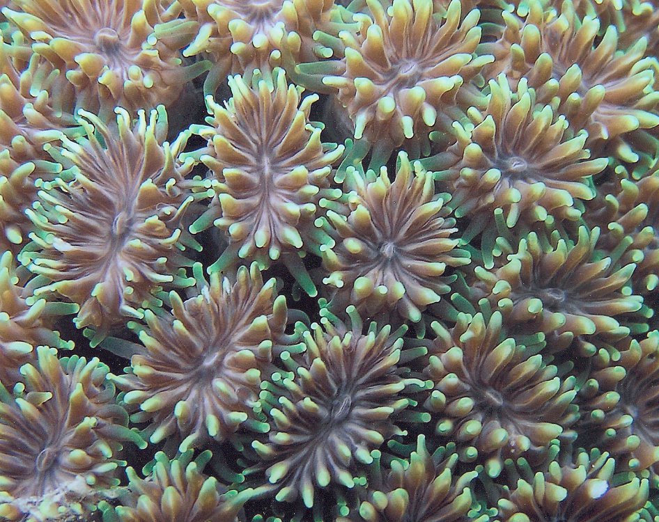 Early coral spawning this year - The Australian Museum Blog