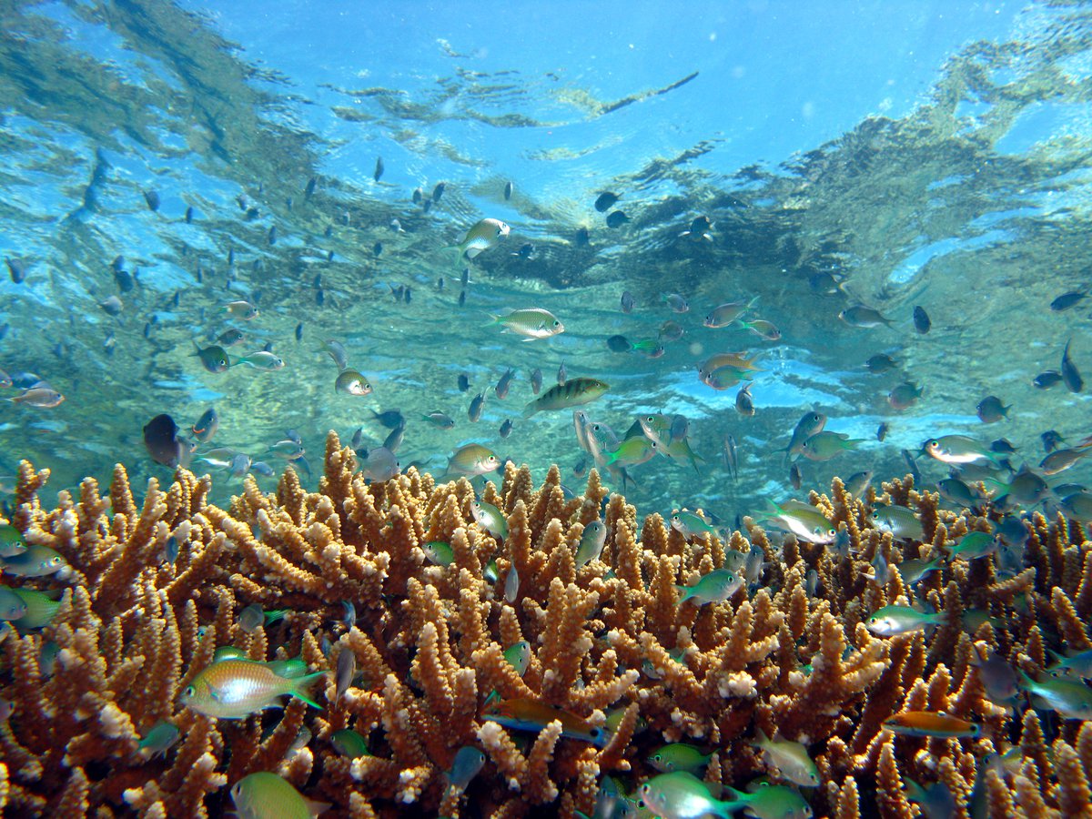 Timor-Leste expedition - The Australian Museum