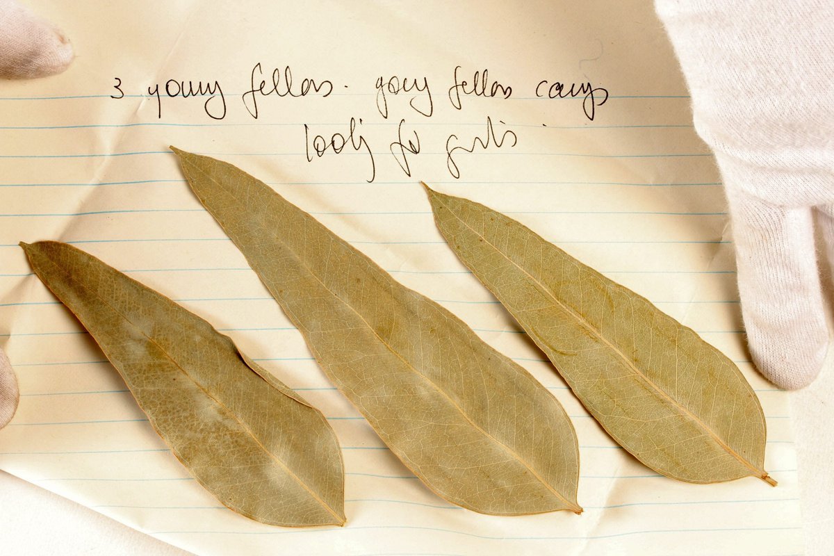 Leaf games from Yuendumu - The Australian Museum