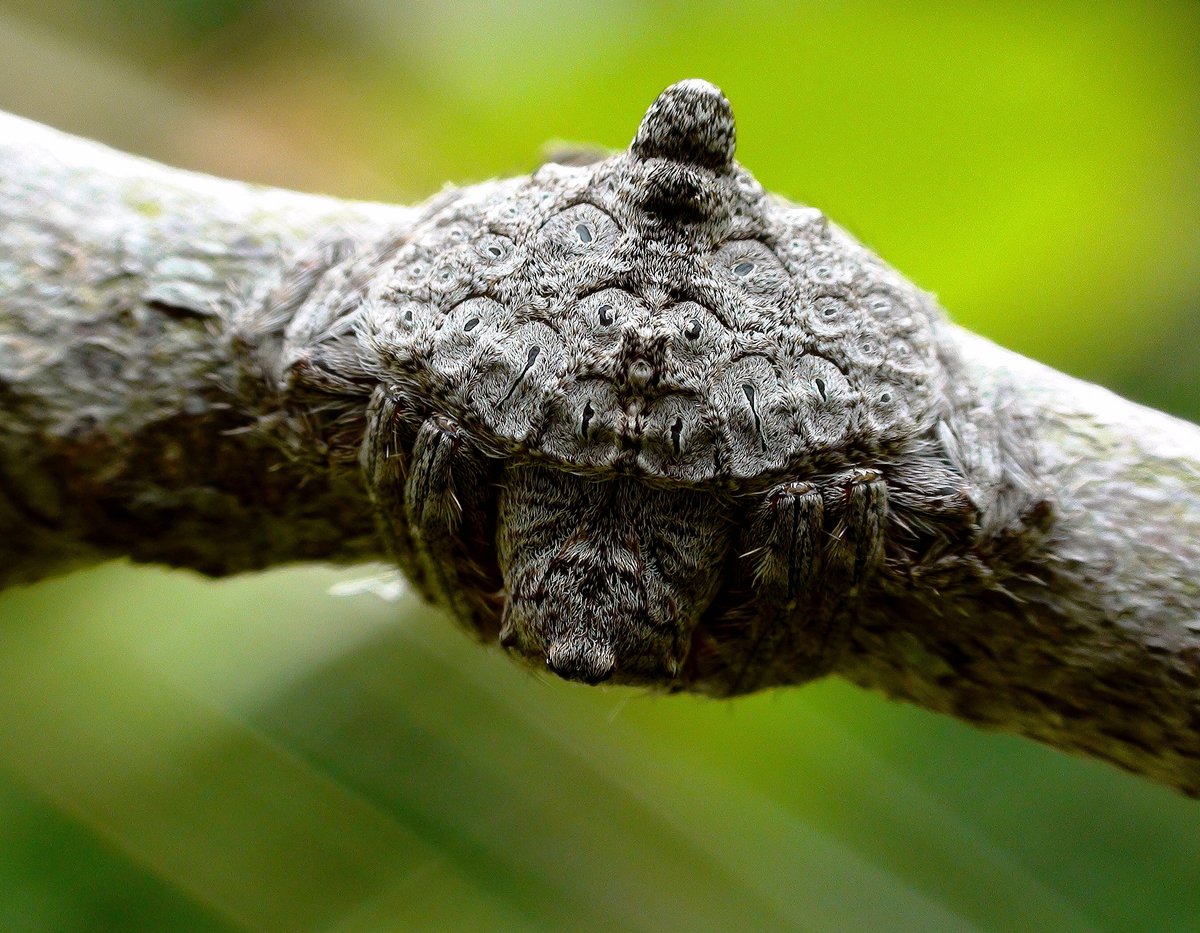 Up Close & Spineless 2011 - Open Category - The Australian Museum