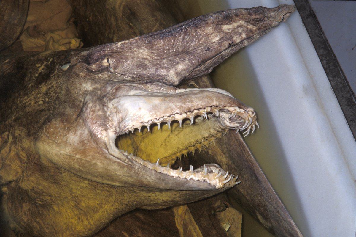 Goblin Shark Teeth New Jersey Goblin Shark Teeth Scapanorhynchus