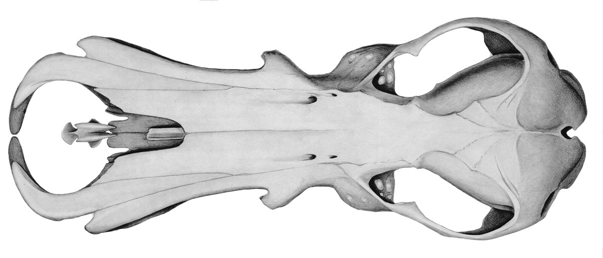 Fossils in Riversleigh, QLD - The Australian Museum