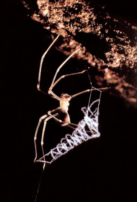 Carrai Cave Spider - The Australian Museum