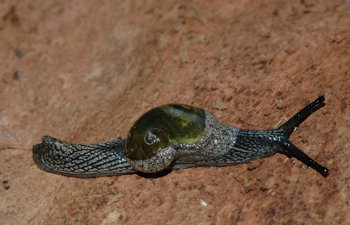 Ongoing speciation in southern semislugs - The Australian Museum Blog