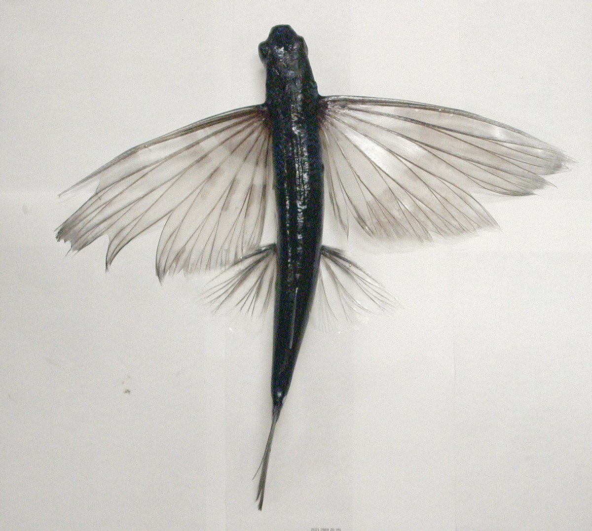 BBC Life - Flyingfish footage - The Australian Museum Blog