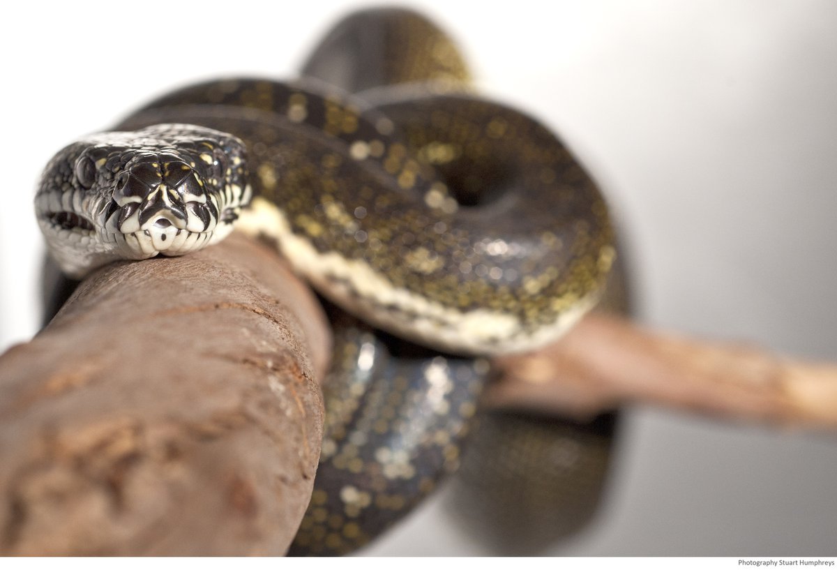 Tribute to Sparky the Diamond Python - The Australian Museum Blog