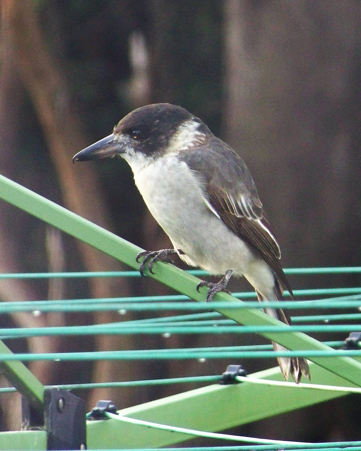 What are some Australian habitats? - The Australian Museum