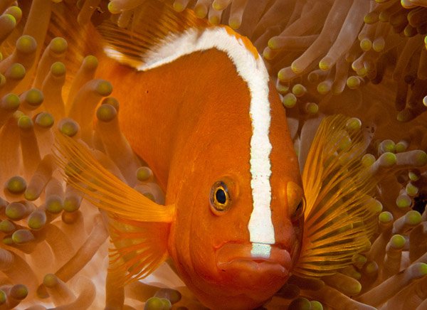 Pomacentridae - Damselfishes - The Australian Museum