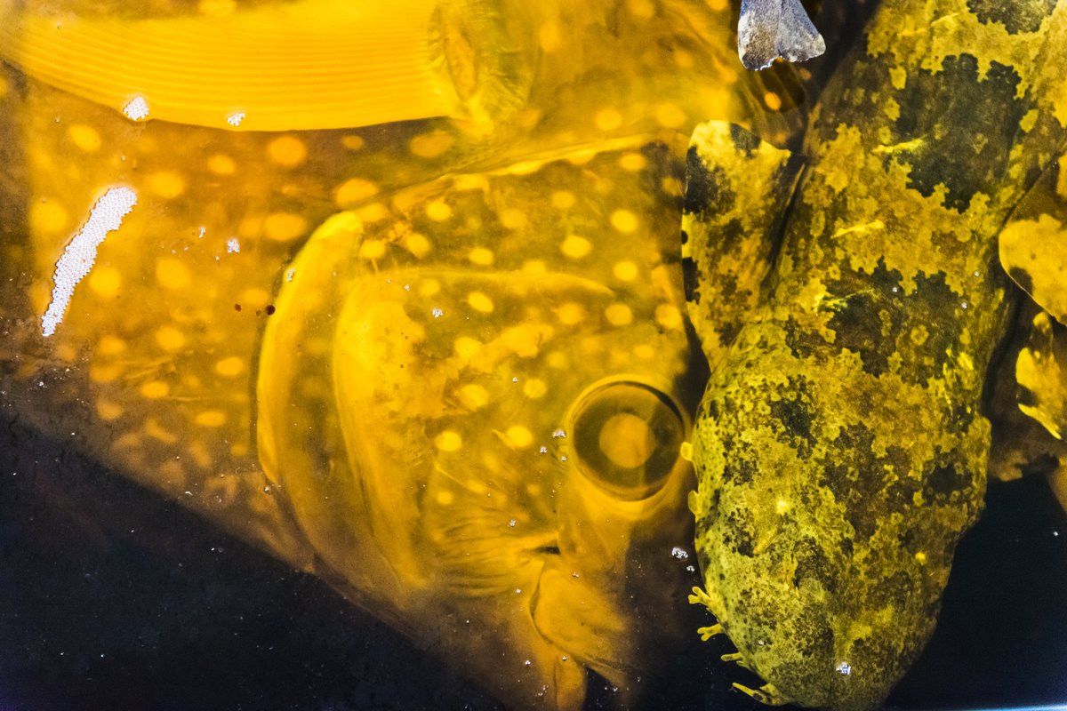 History of Ichthyology - The Australian Museum