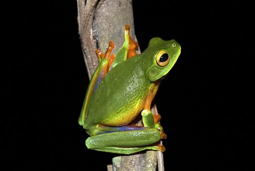 Systematics and conservation status of Australian frogs - The ...