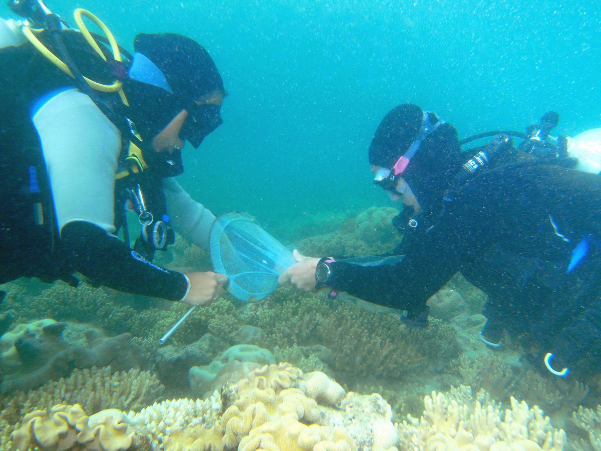 Life at Lizard: Goby garages - The Australian Museum Blog