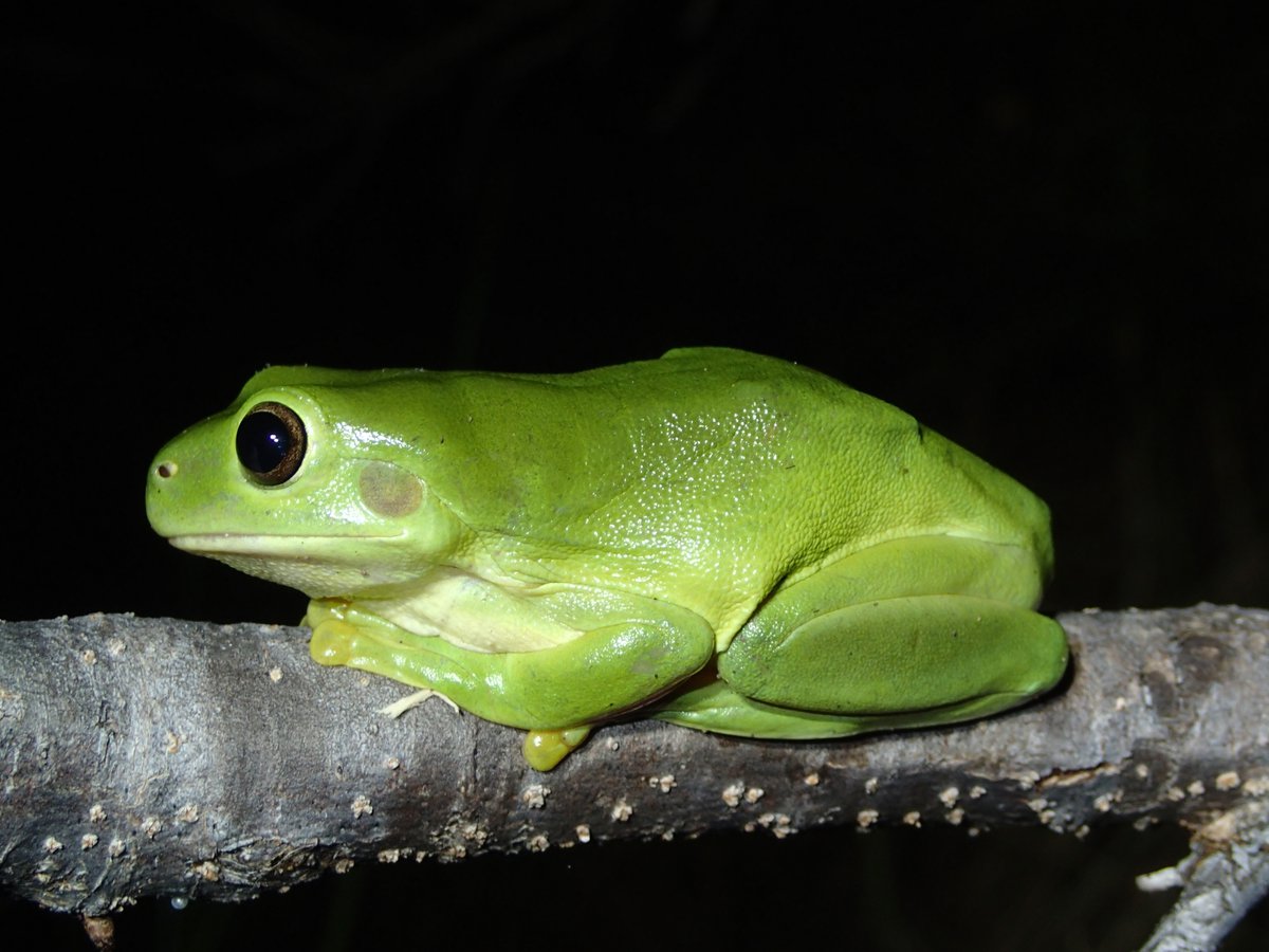Green Tree Frog The Australian Museum Green Tree Frog The Australian Museum