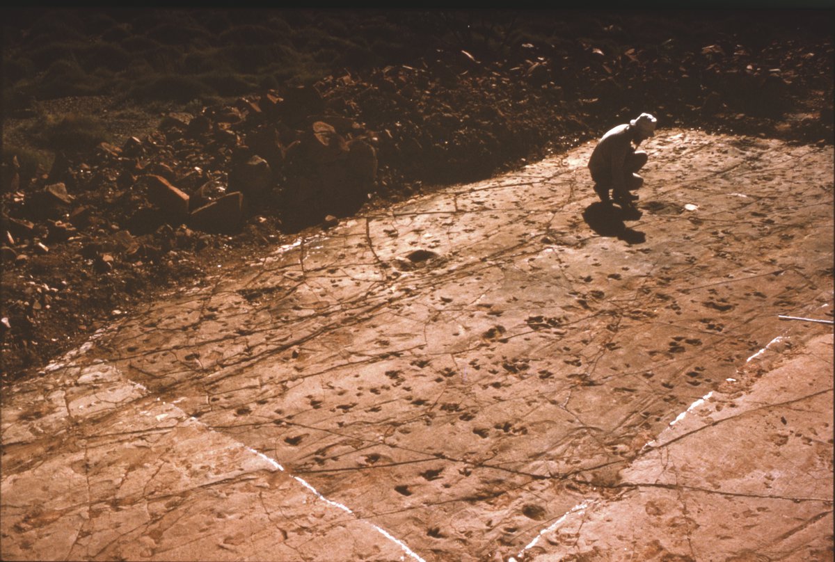 Fossil sites of Australia - The Australian Museum