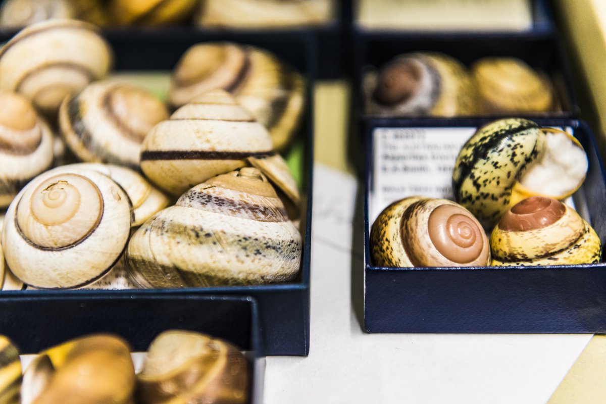 Malacology - The Australian Museum