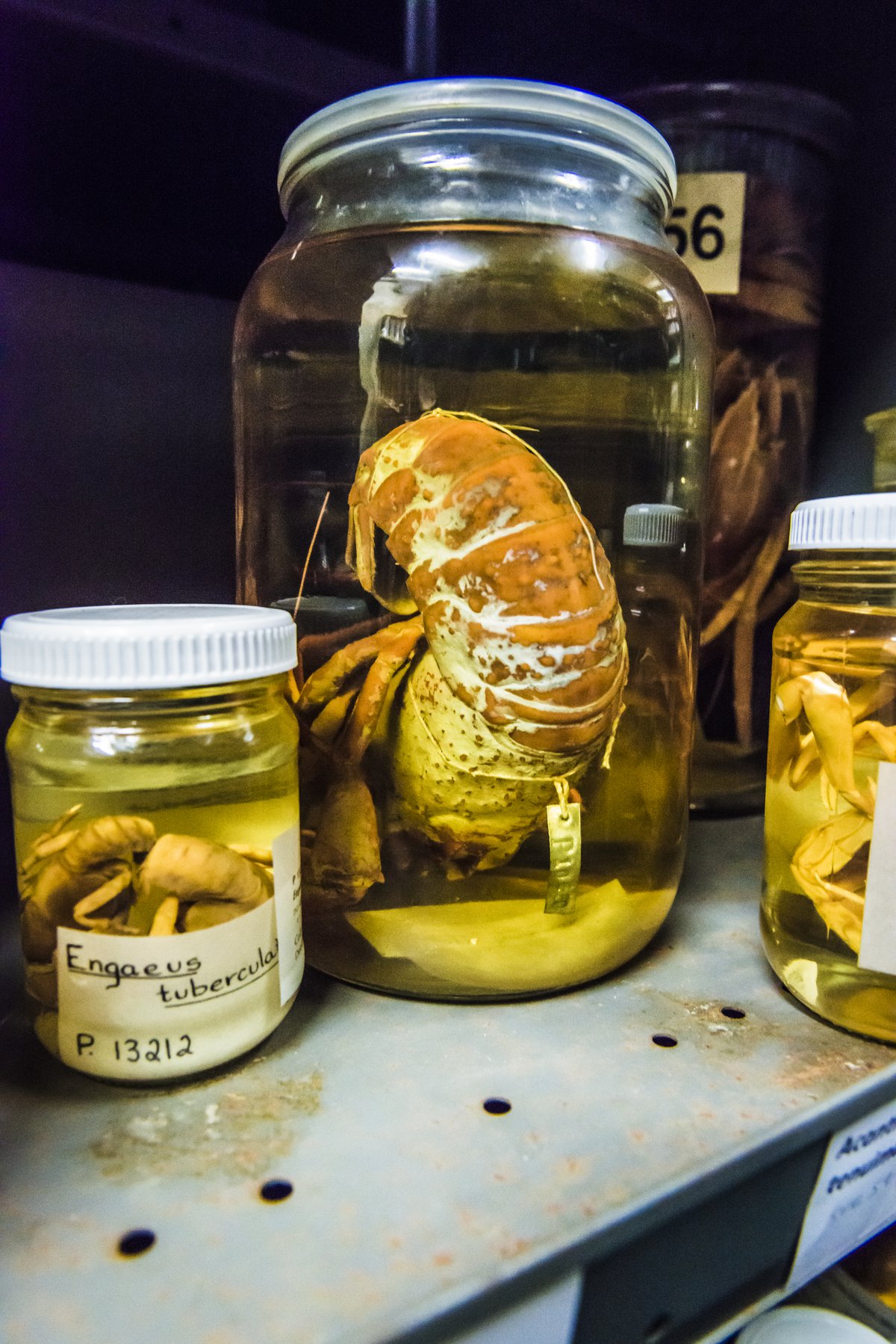 Marine Invertebrate Collections - Taxonomic groups - The Australian Museum