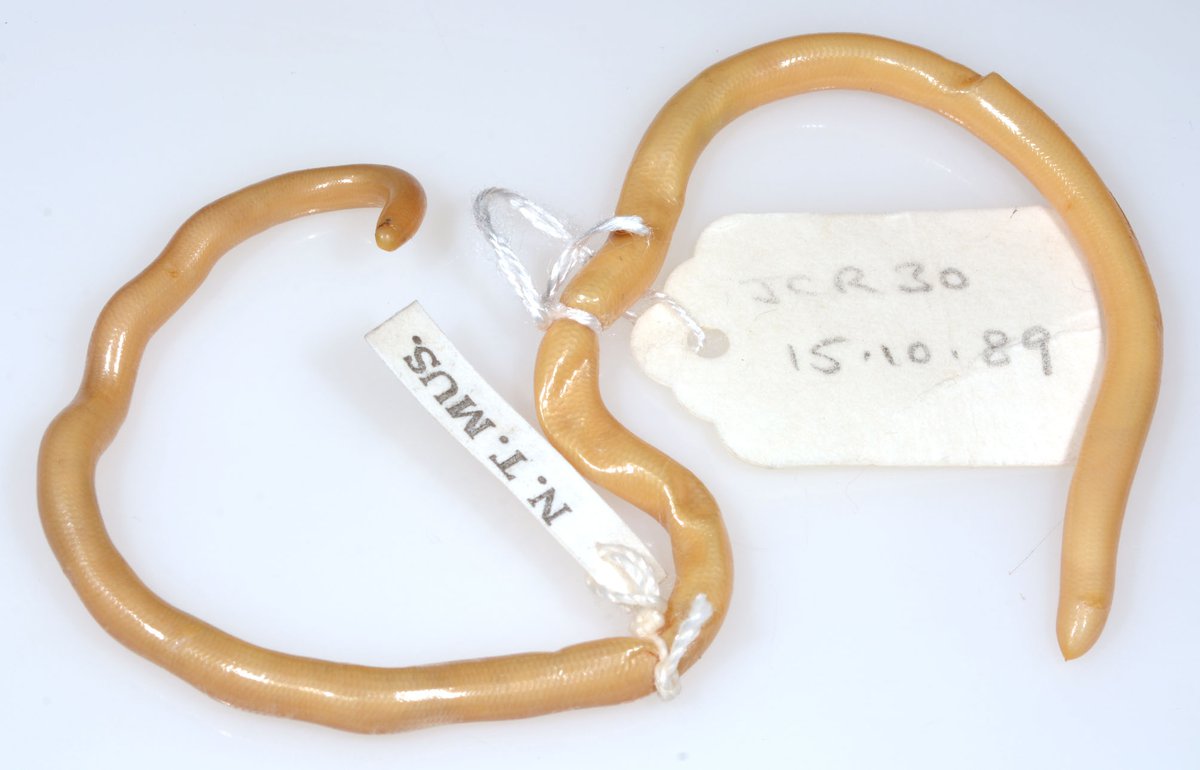 Eyes peeled for the elusive Blind Snake - The Australian Museum Blog