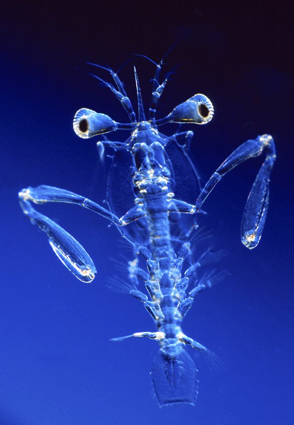 Crustacean Metamorphoses - The Australian Museum