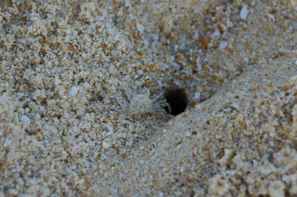 Object and species identification - The Australian Museum