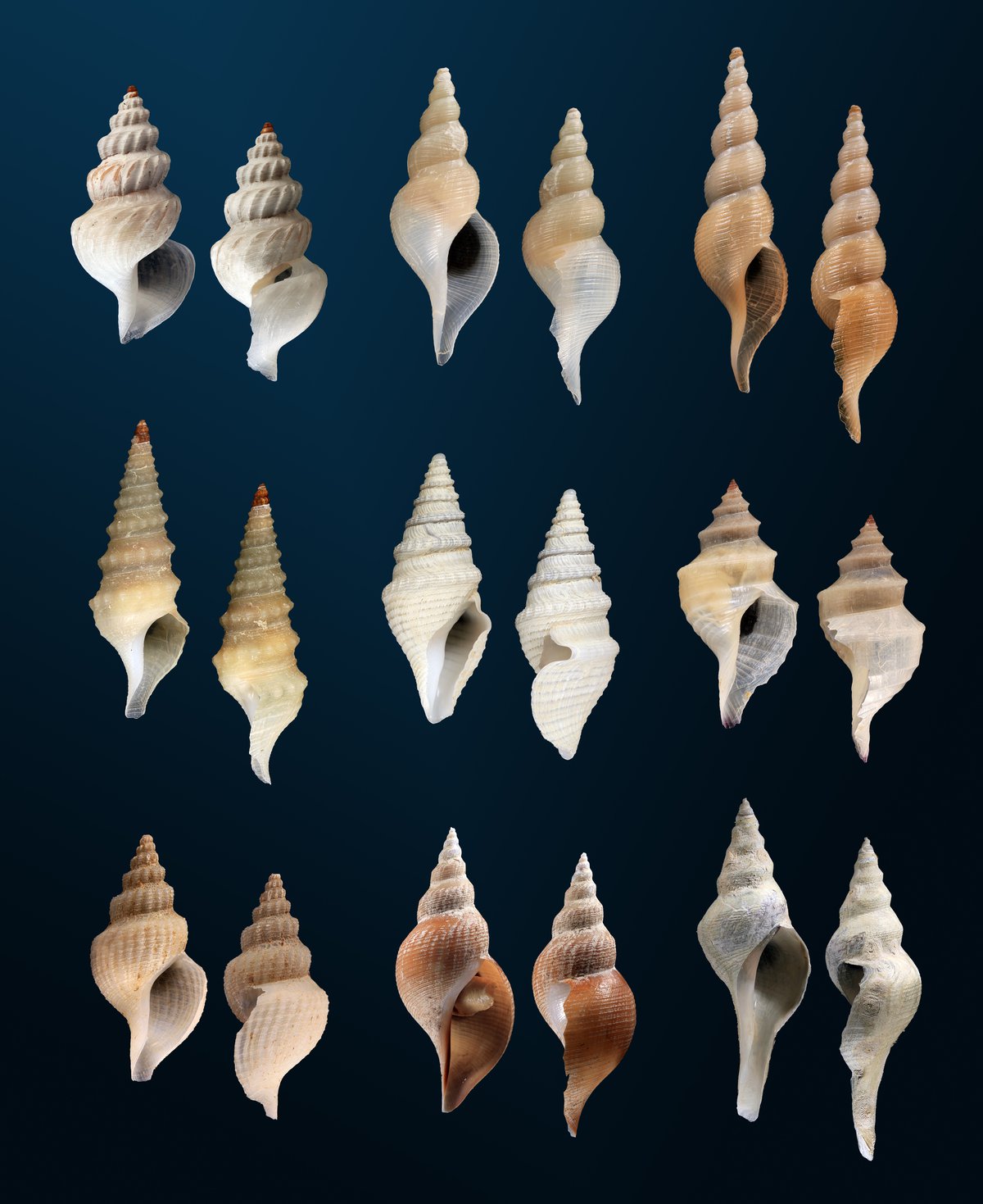 Deep-sea hunters and their weapon of choice – new species of Australian ...