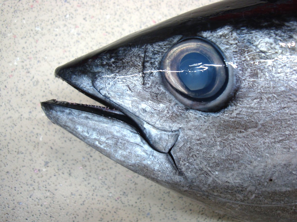 Scombridae - Tunas - The Australian Museum