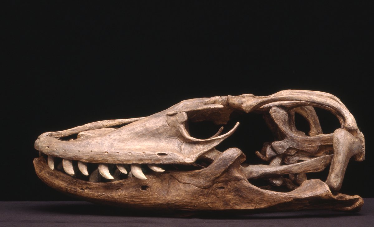 Fossils in Bluff Downs, QLD - The Australian Museum