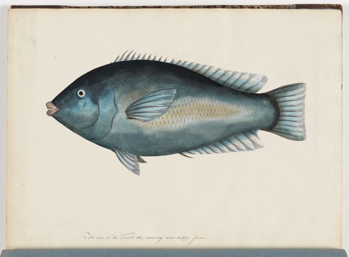 Fanciful fishes - The Australian Museum Blog